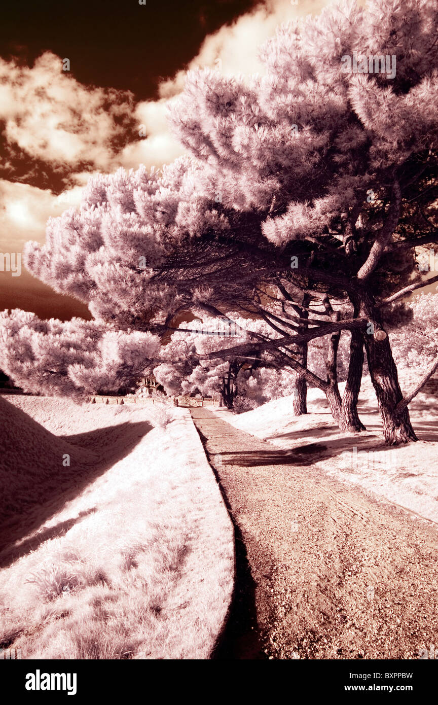 path under trees Stock Photo - Alamy