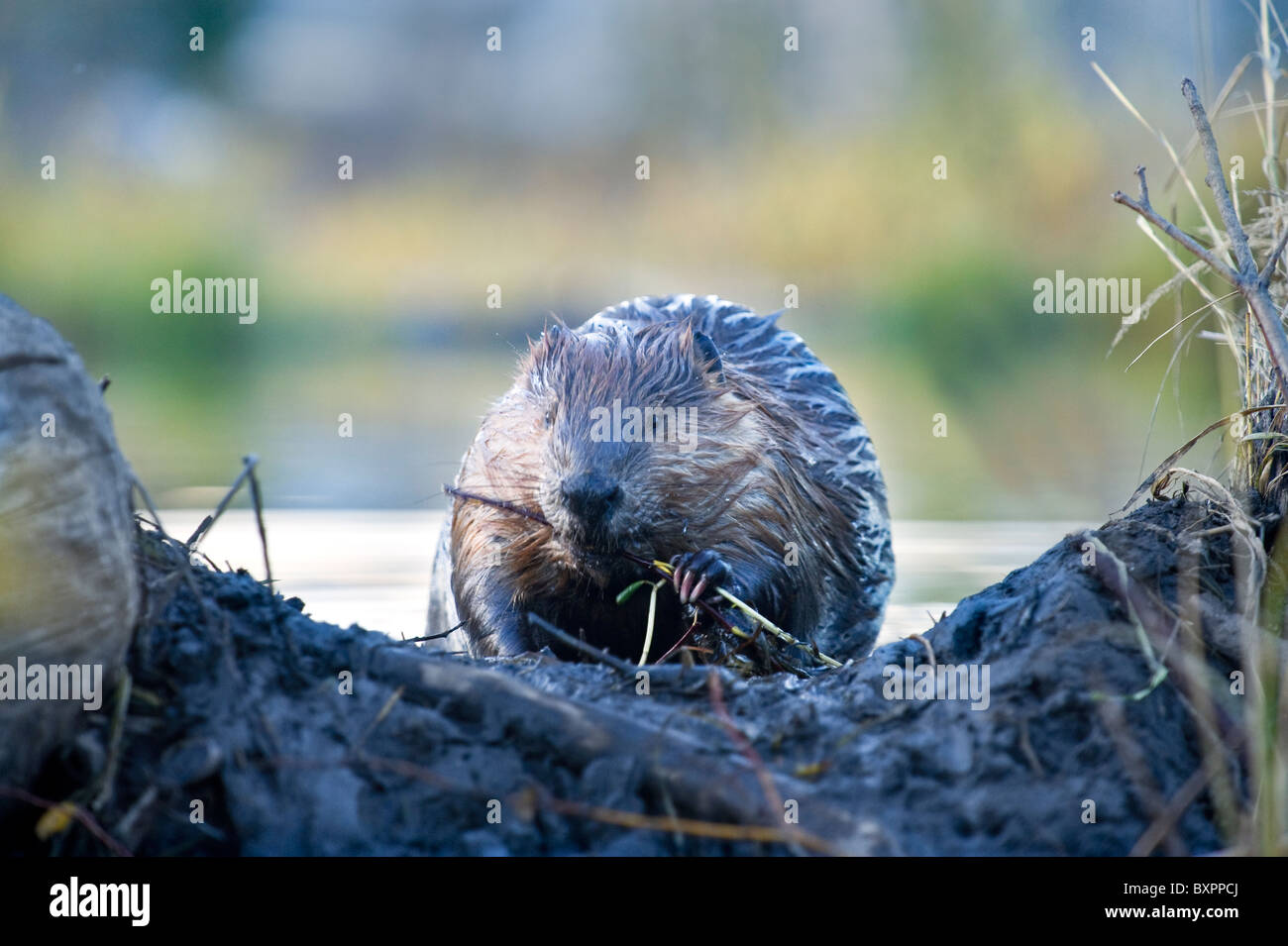 Beaver Chewing Tree High Resolution Stock Photography and Images - Alamy