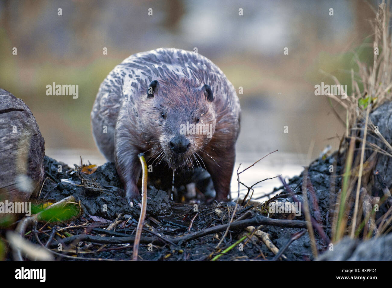 A front view of a beaver climbing out of the water onto and over his ...