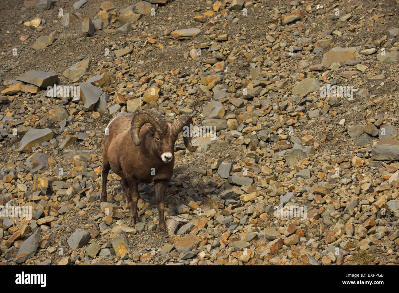 Big horn sheep side view hi-res stock photography and images - Alamy