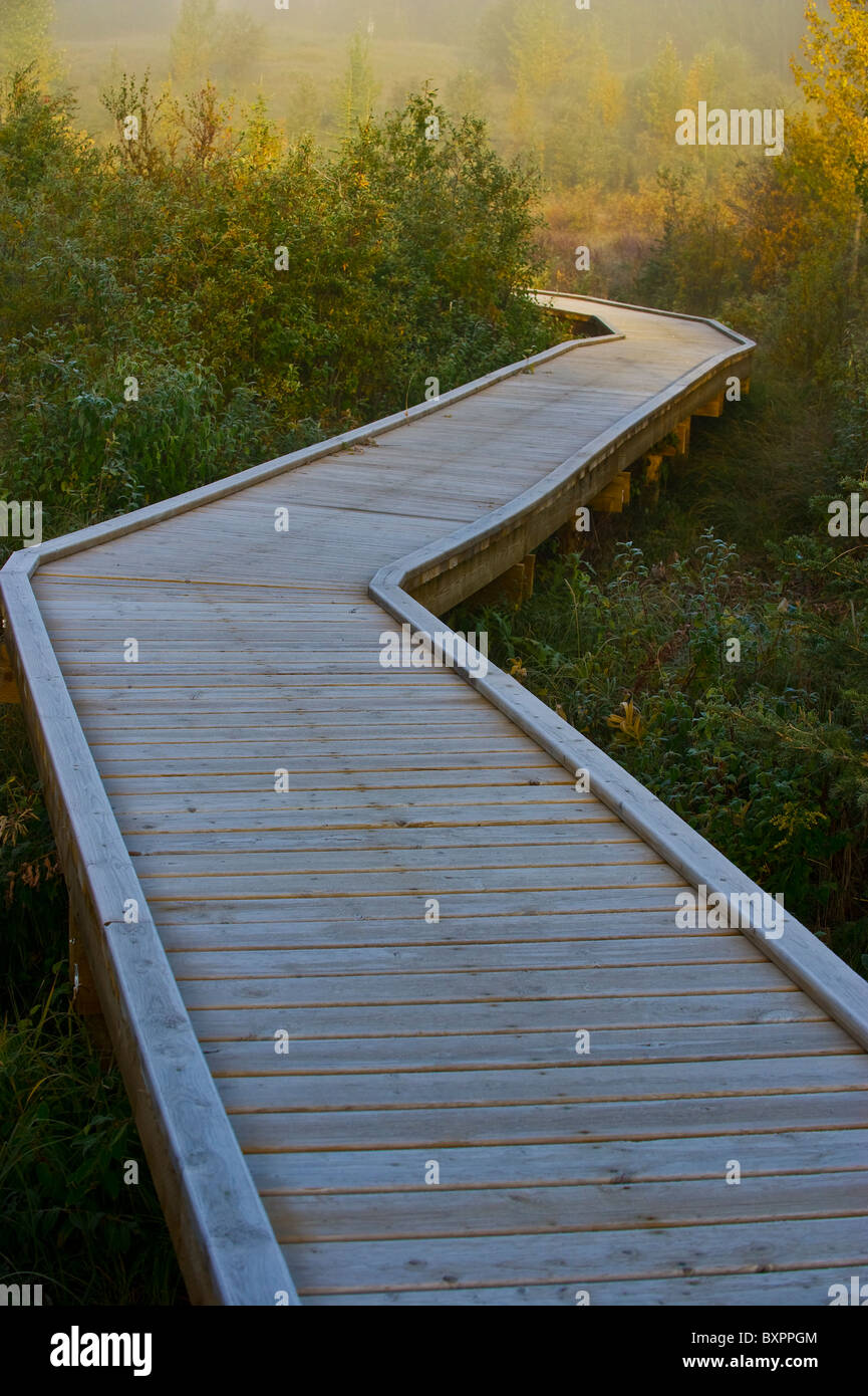 A wooden boardwalk winding its way through a misty autumn morning Stock ...
