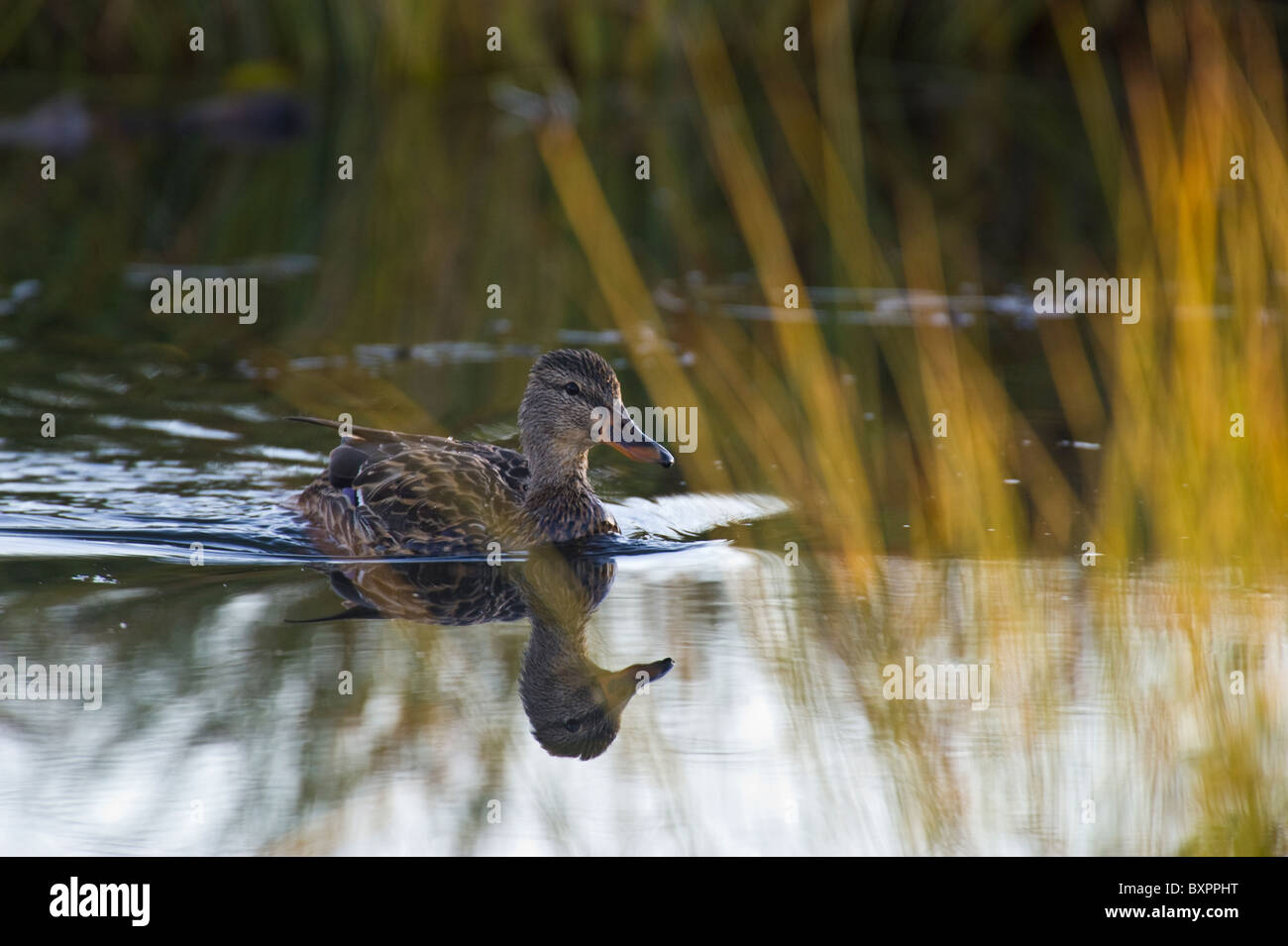 A wild female mallard duck swims through colorful fall grass ...
