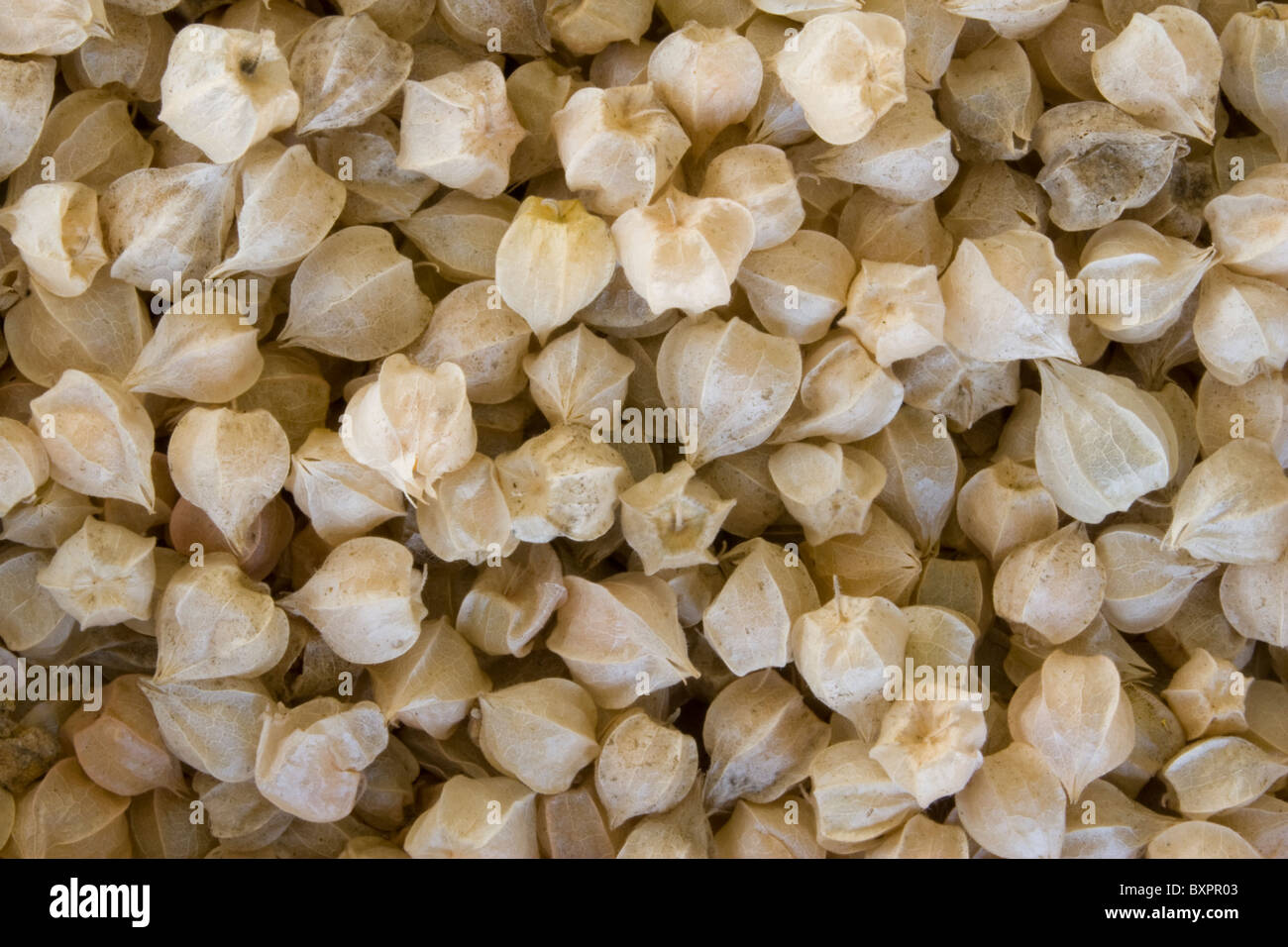 Ground Cherry in husk Stock Photo - Alamy