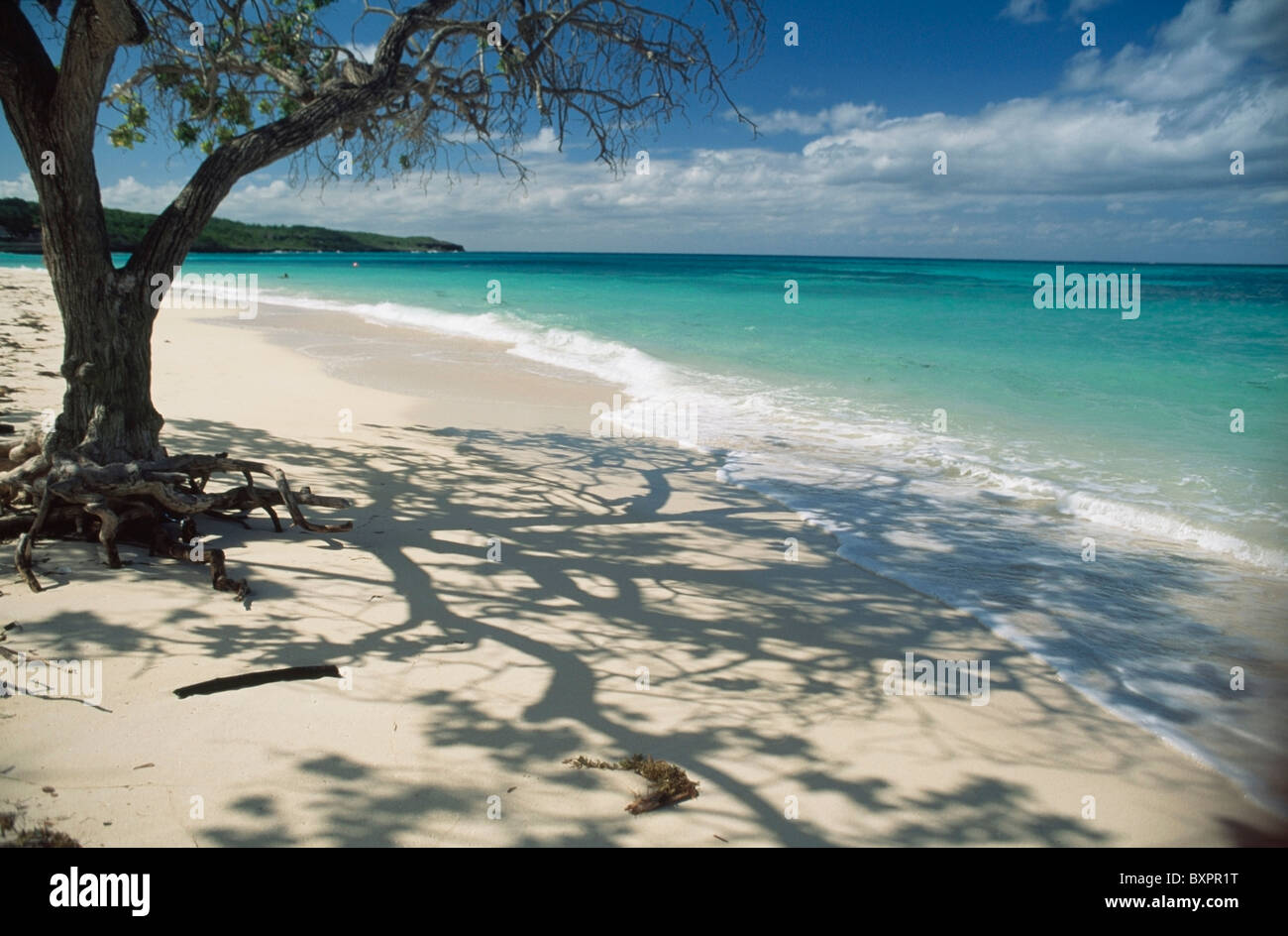 Tree On Beach Stock Photo - Alamy