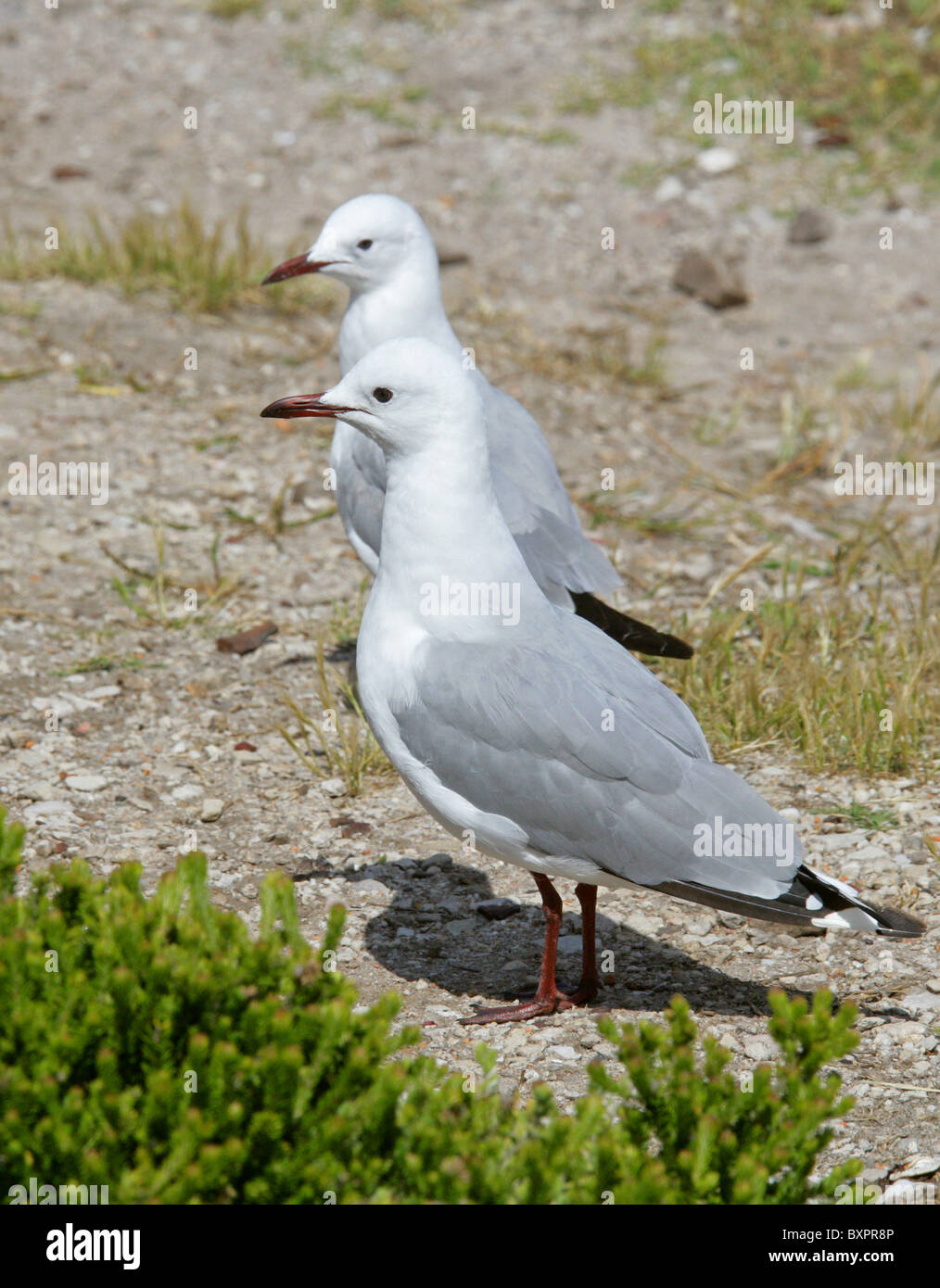 Hartlaub's Gull or King Gull, Chroicocephalus hartlaubii, Laridae ...