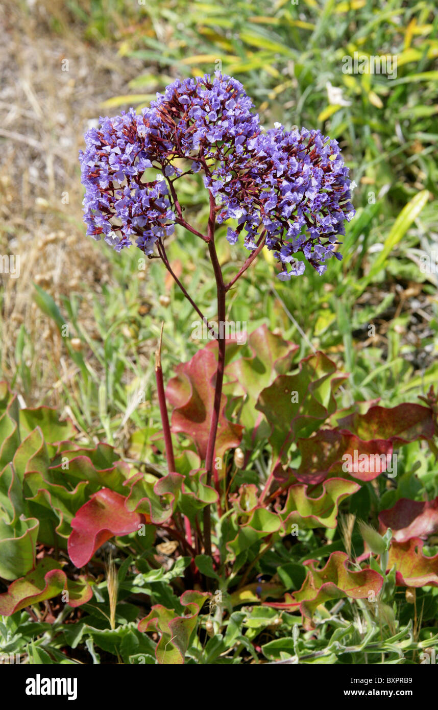 Purple wild marsh flowers growing High Resolution Stock Photography and ...