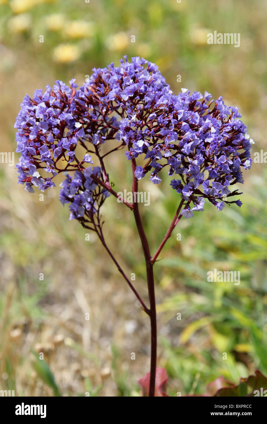 Sea Lavender, Statice, or Marsh-rosemary, Limonium sp., Plumbaginaceae ...