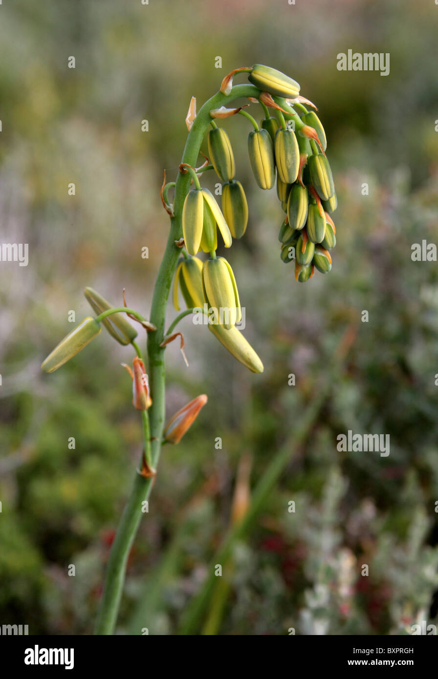 Slime Lily, Albuca fragrans, Hyacinthaceae, syn. Ornithogalum auratum ...
