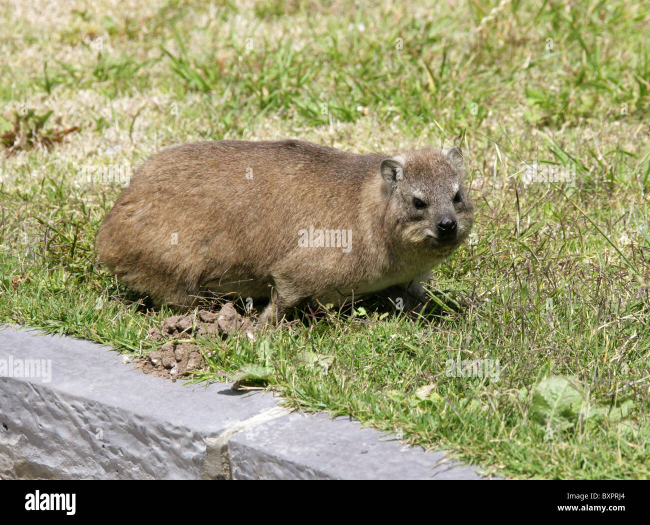Rock Hyrax or Dassie, Procavia capensis, Procaviidae. Hermanus, Western ...