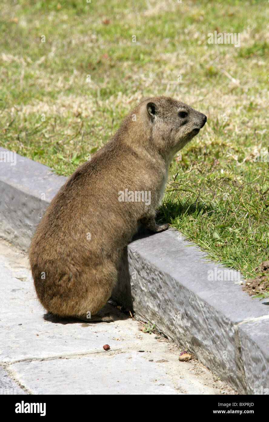 Rock Hyrax or Dassie, Procavia capensis, Procaviidae. Hermanus, Western ...