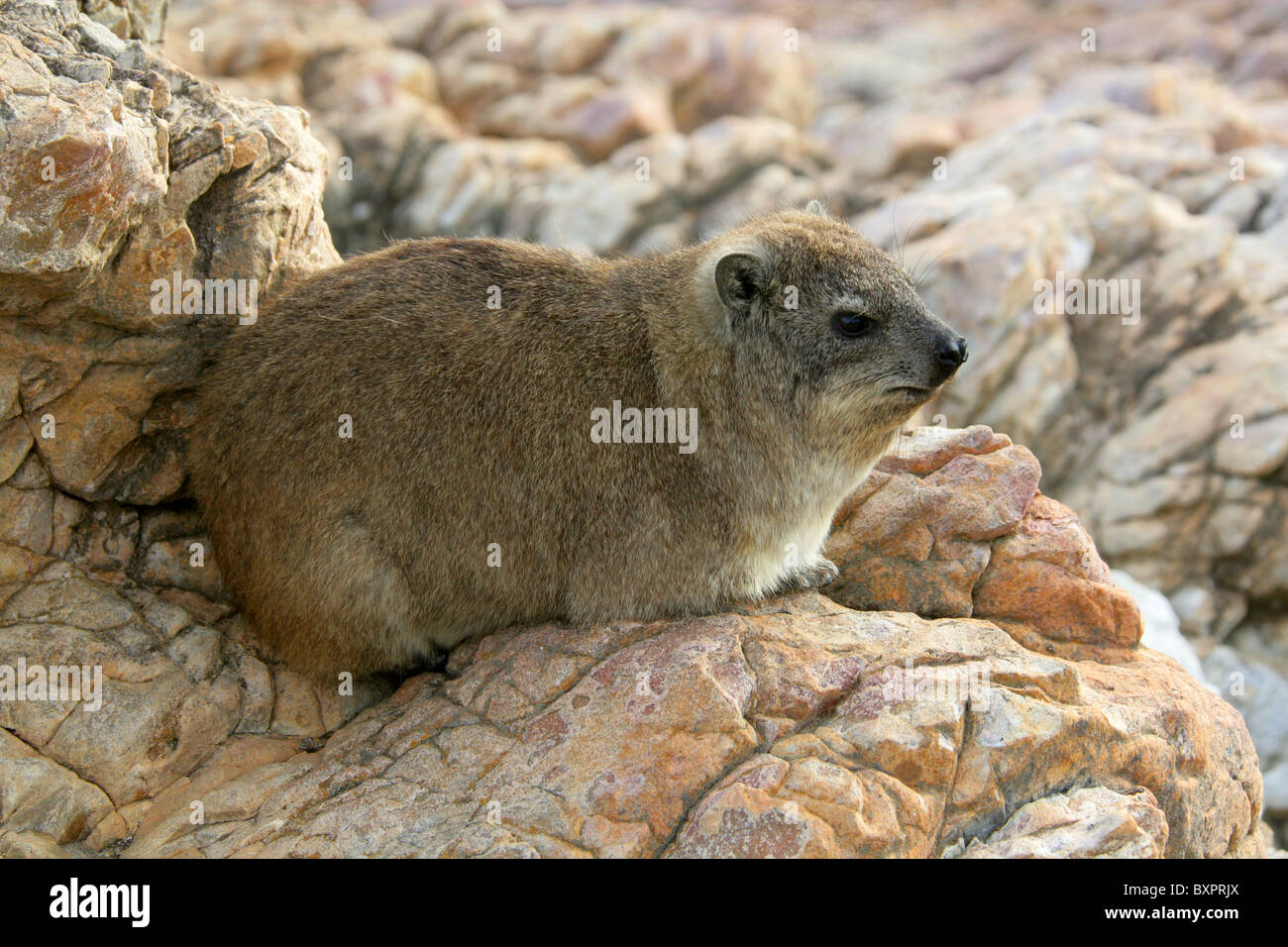 Dassie procavia capensis hi-res stock photography and images - Alamy
