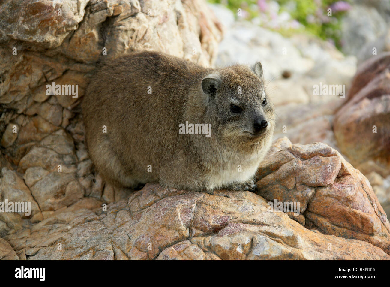 Dassie procavia capensis hi-res stock photography and images - Alamy