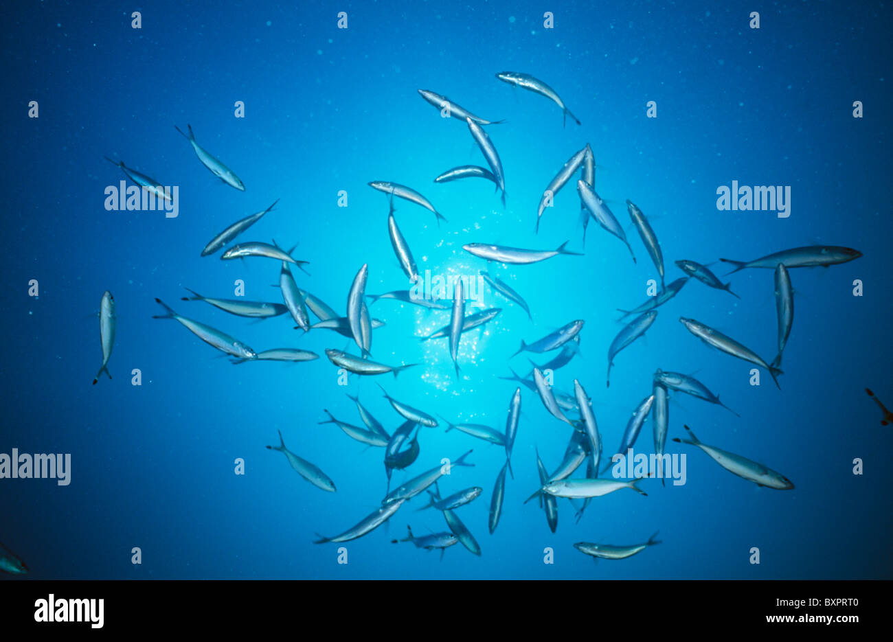 Fish Seen From Underwater, Close Up Stock Photo - Alamy