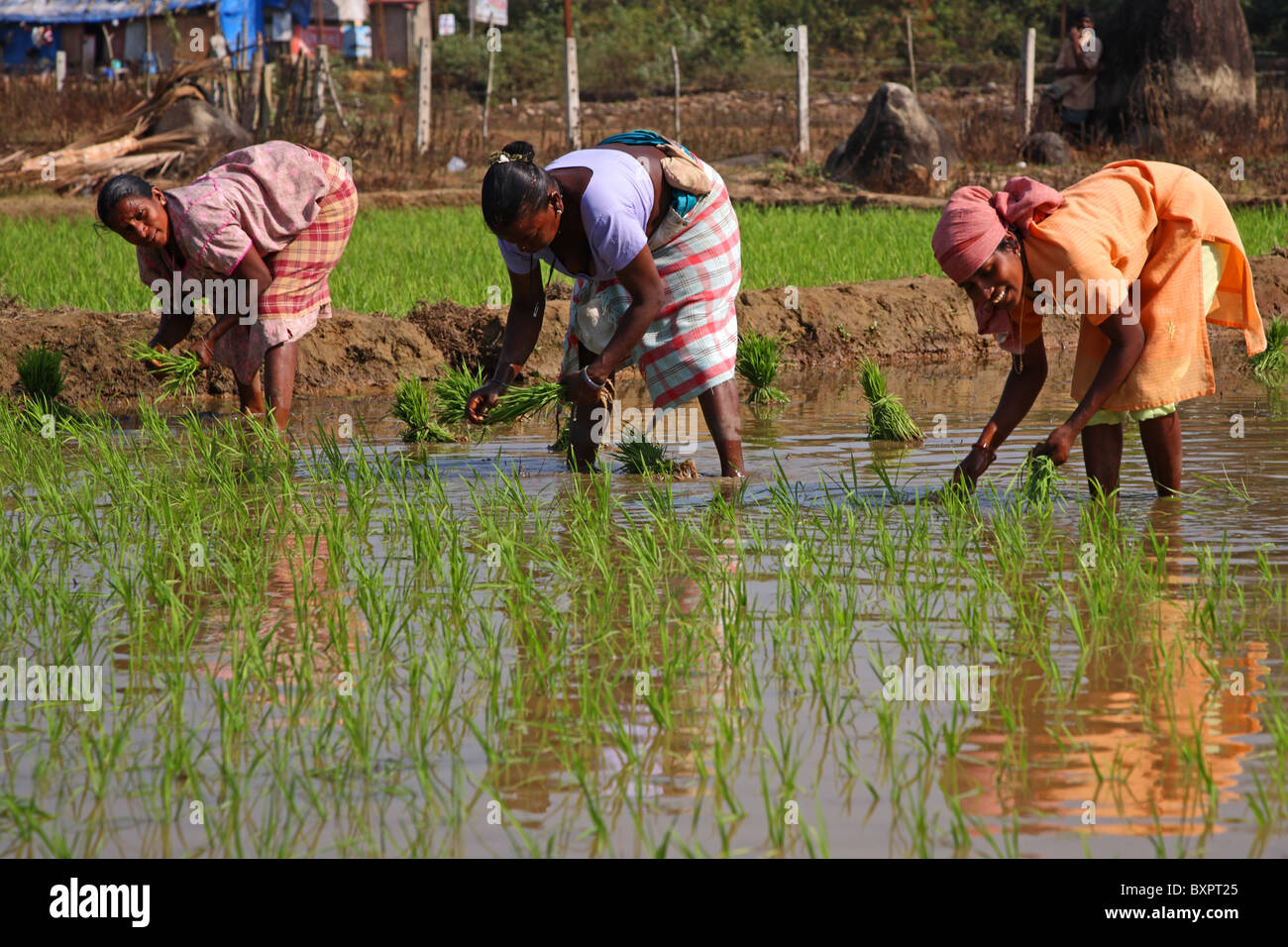 Female workers in the paddy fields, Goa, India Stock Photo: 33693245 ...