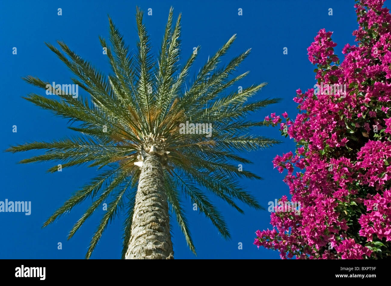 Palm tree flowers hi-res stock photography and images - Alamy