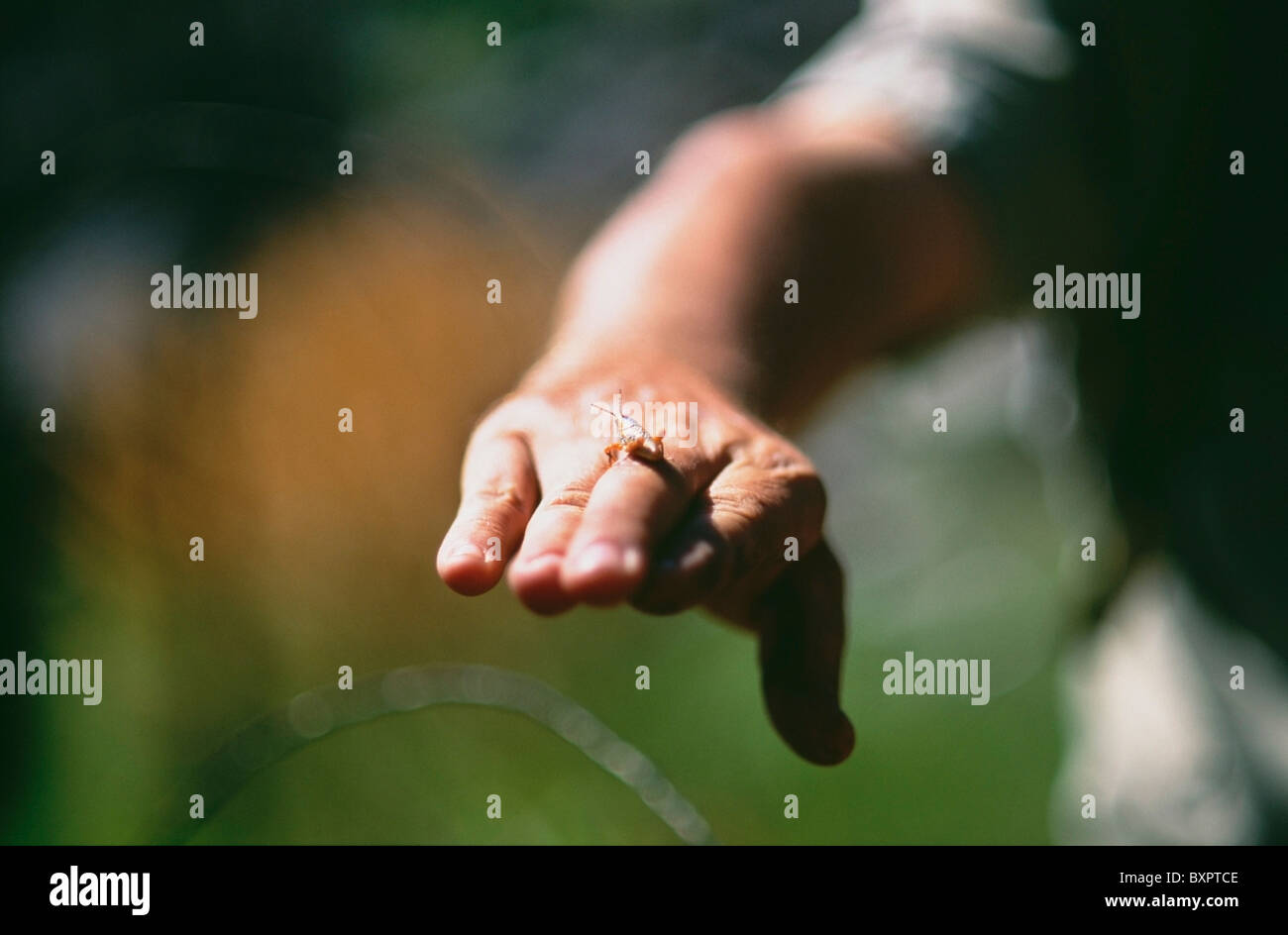 Guide Holding Grasshopper On His Hand Stock Photo - Alamy