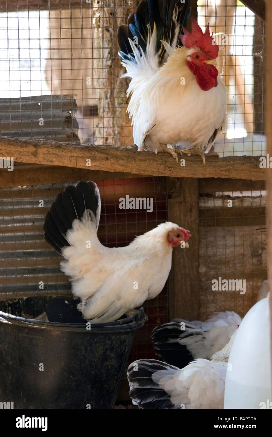Domestic chickens are confined in a wood and wire coup on a rural farm ...