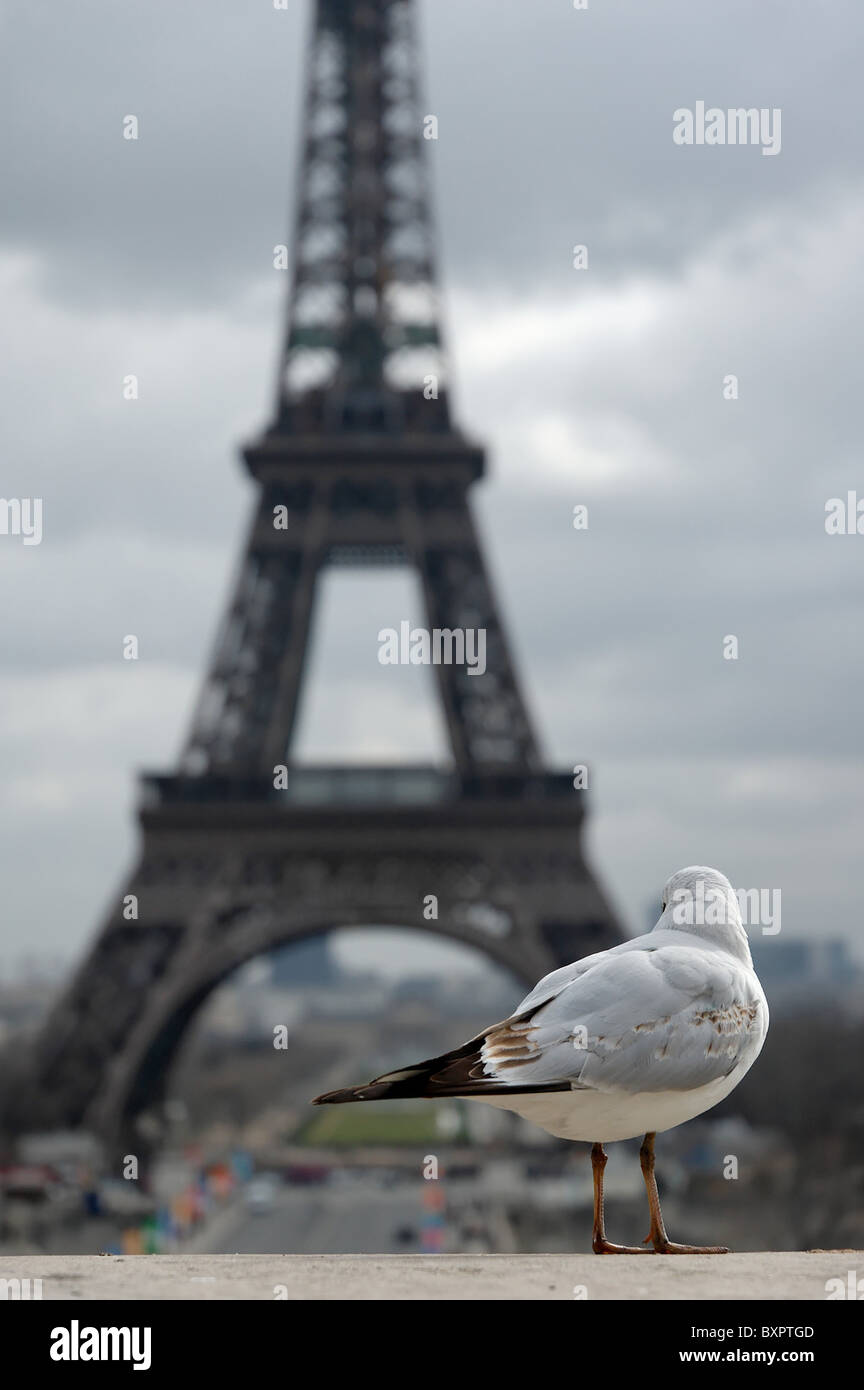 Sea gull watching the Eiffel tower Stock Photo - Alamy