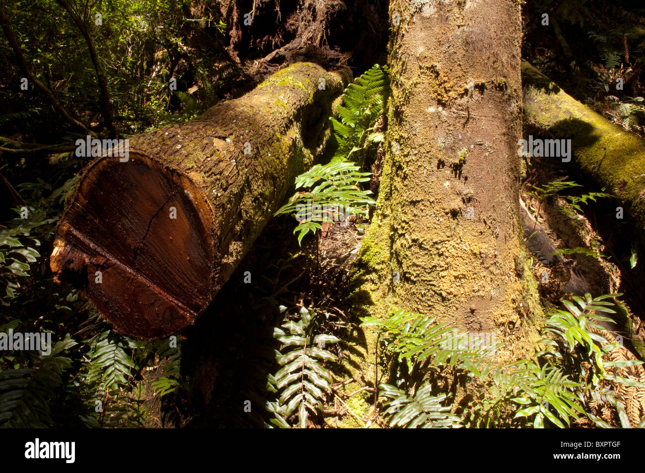 Logs in rainforest Stock Photo - Alamy