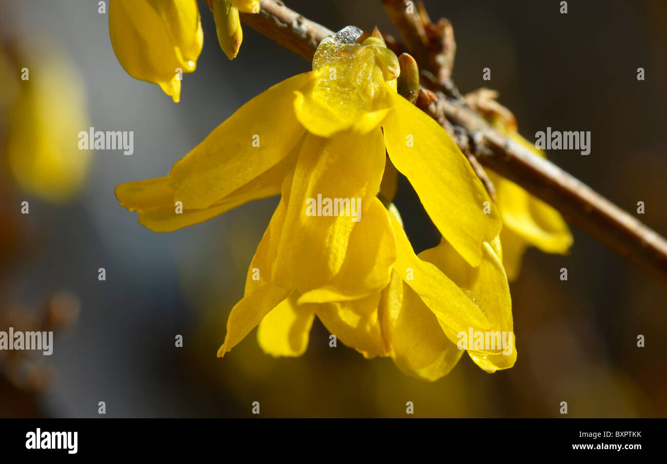 Forsythia suspensa hi-res stock photography and images - Alamy