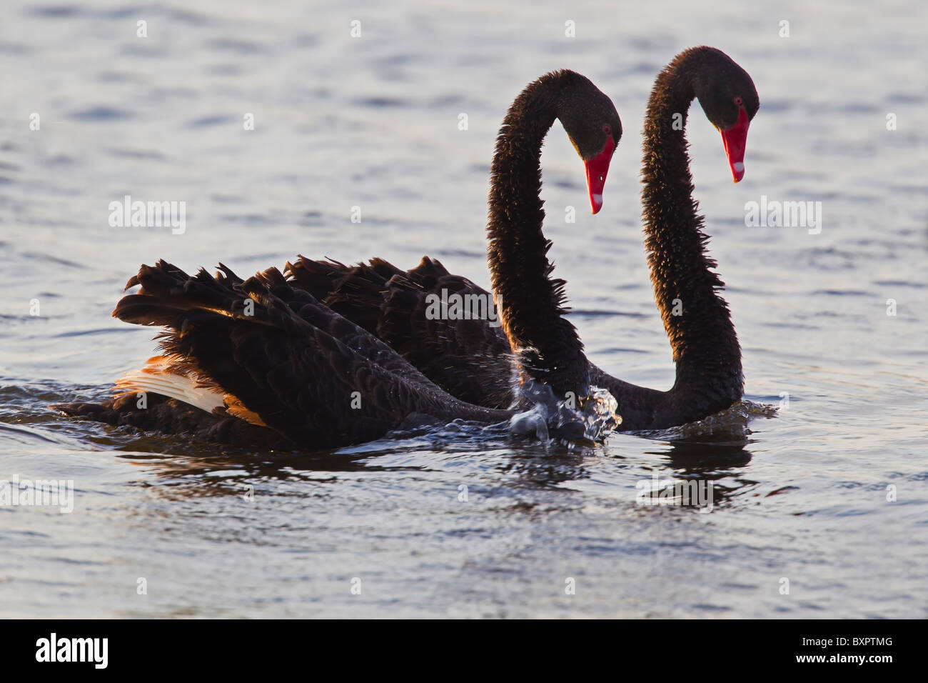 Swans displaying hi-res stock photography and images - Alamy