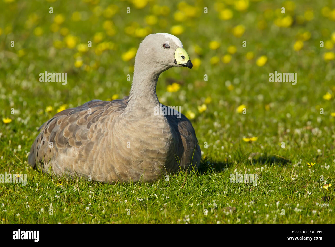 Lying goose hi-res stock photography and images - Alamy