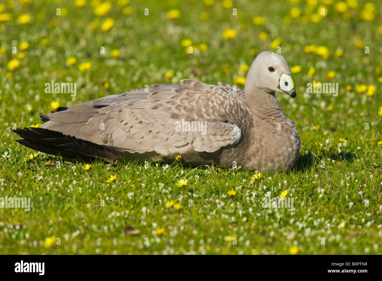 Lying goose hi-res stock photography and images - Alamy
