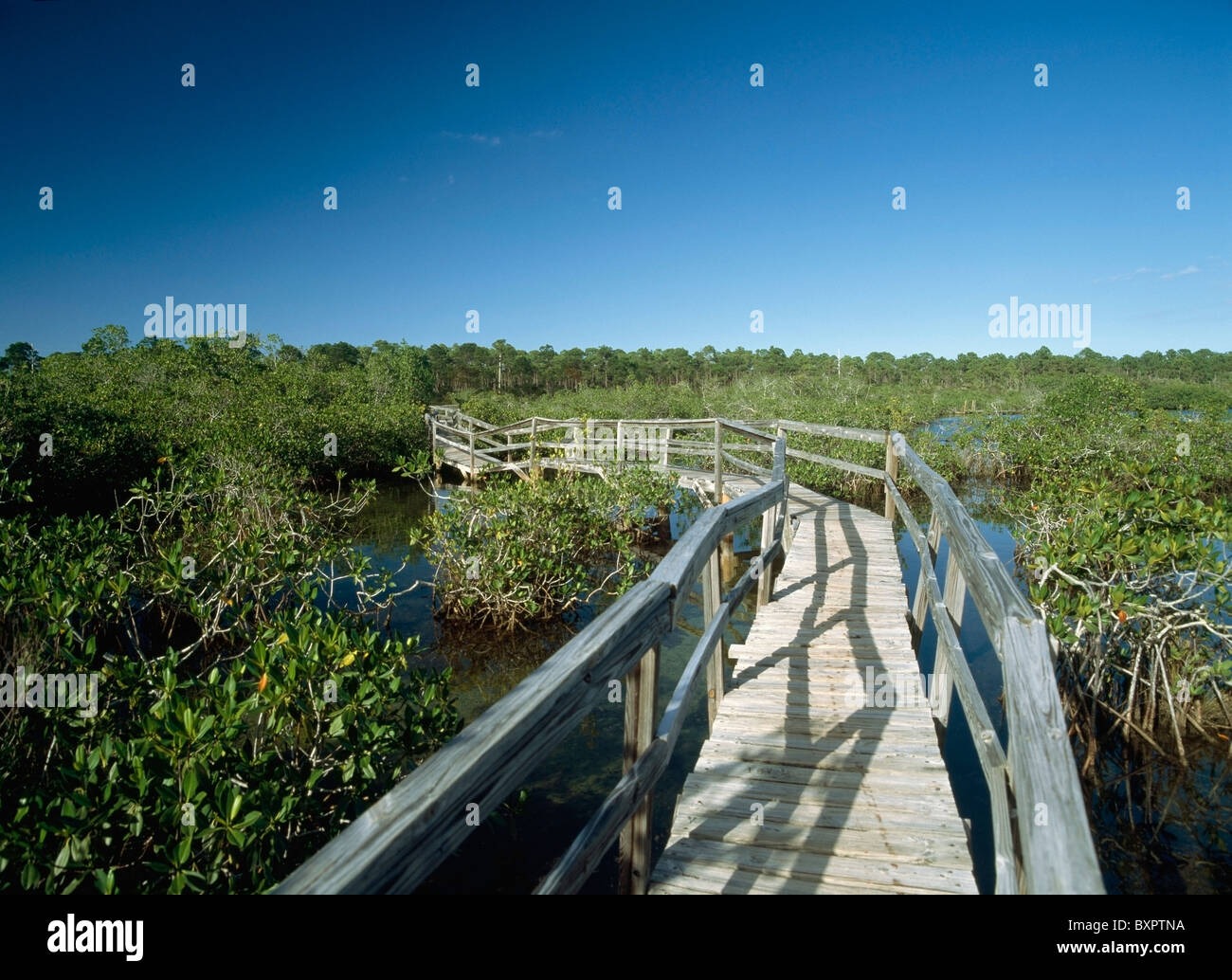 Walkway Through Mangrove Swamp In Lucayan National Park Stock Photo - Alamy