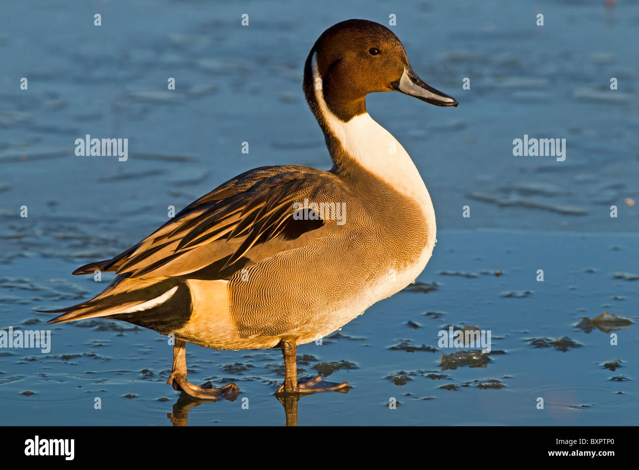 Pintail bird uk hi-res stock photography and images - Alamy