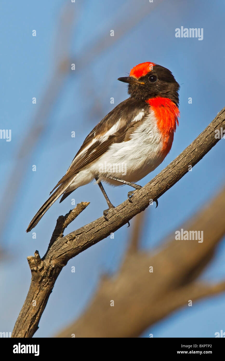 Red capped robin hi-res stock photography and images - Alamy