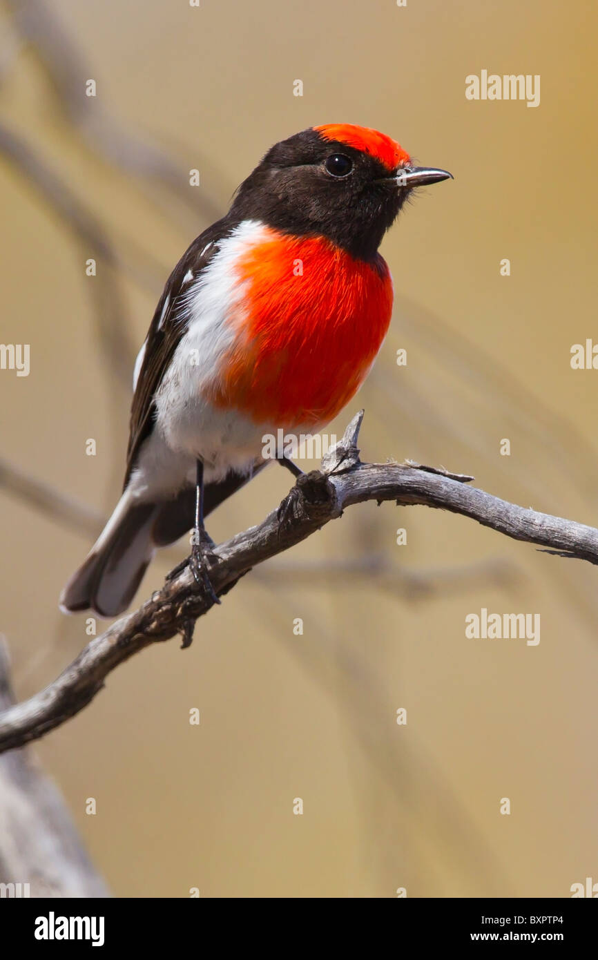 Red capped robin hi-res stock photography and images - Alamy