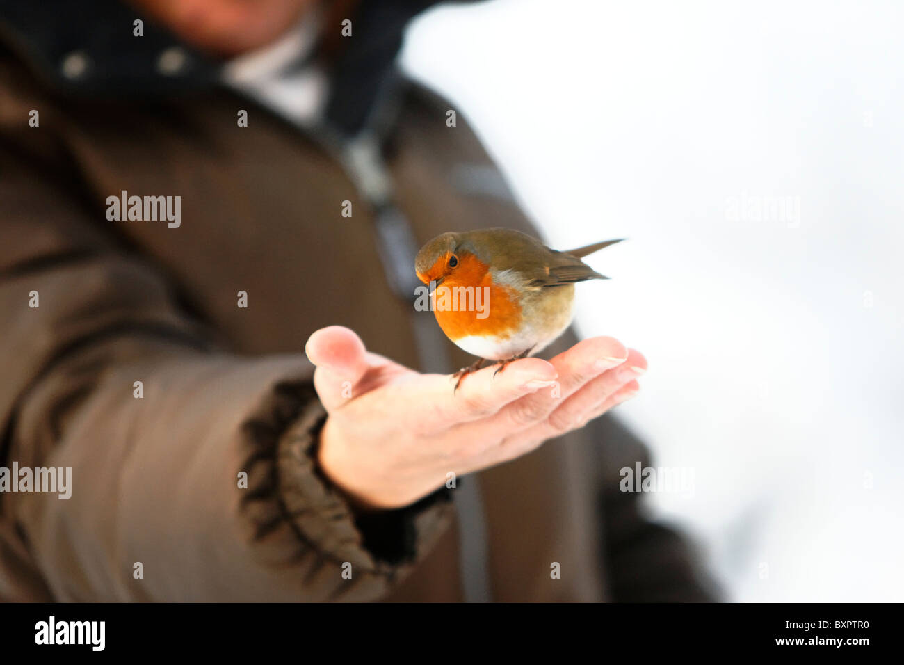Robin hand feeding hi-res stock photography and images - Alamy