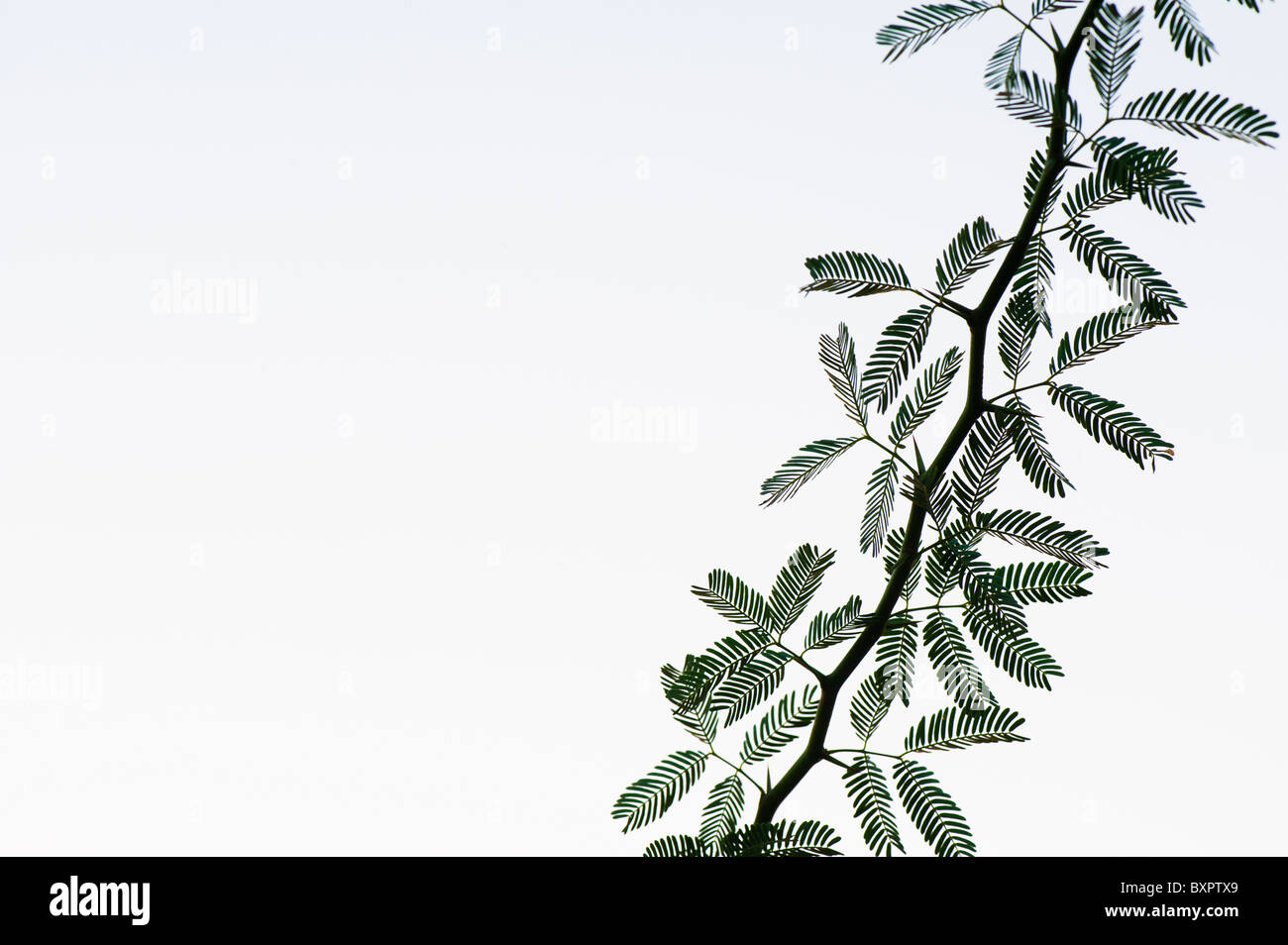 Vachellia farnesiana , Indian needle bush tree Stock Photo - Alamy