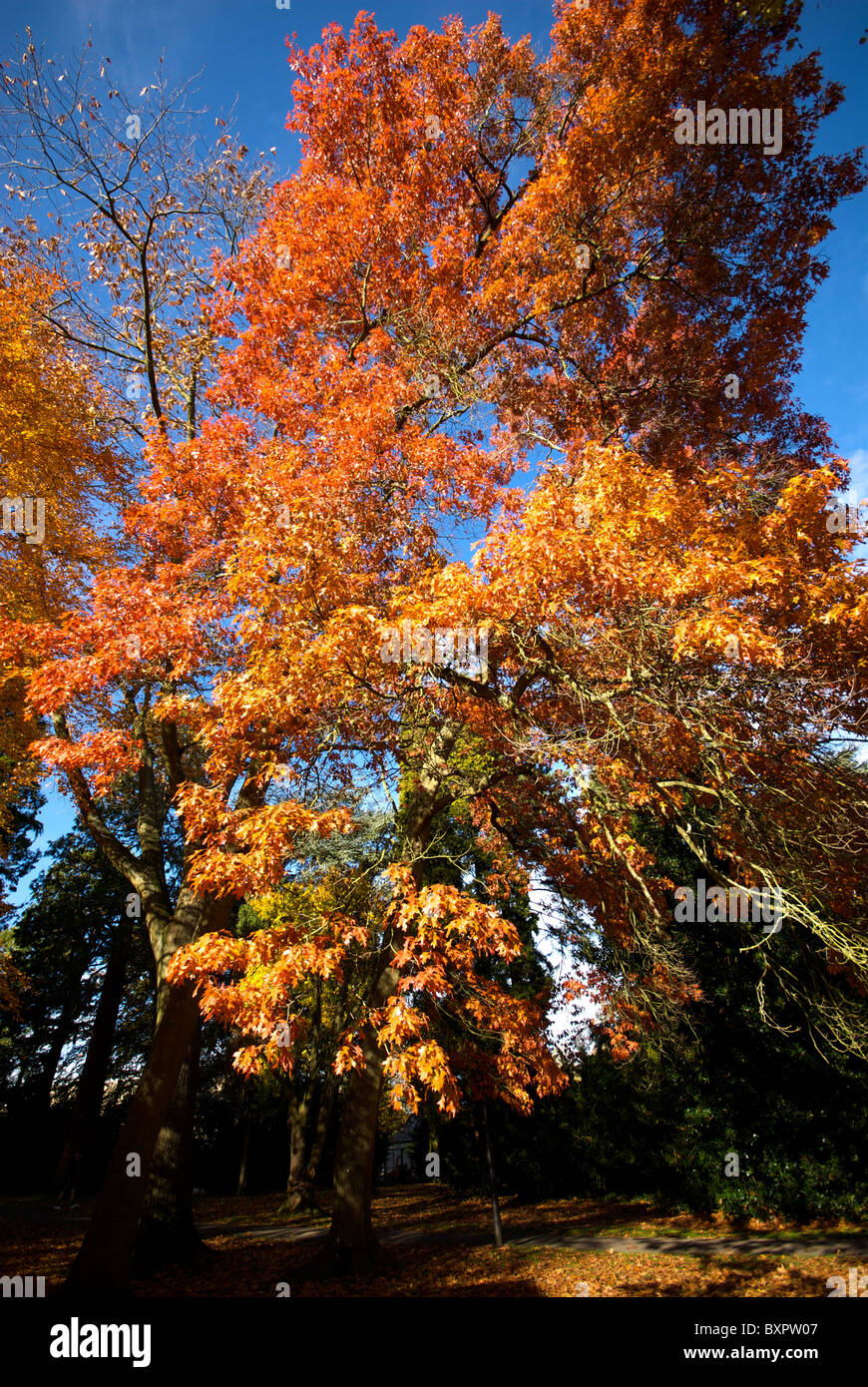 Stratford Park Stroud Gloucestershire UK Autumn Trees Leaves Stock ...