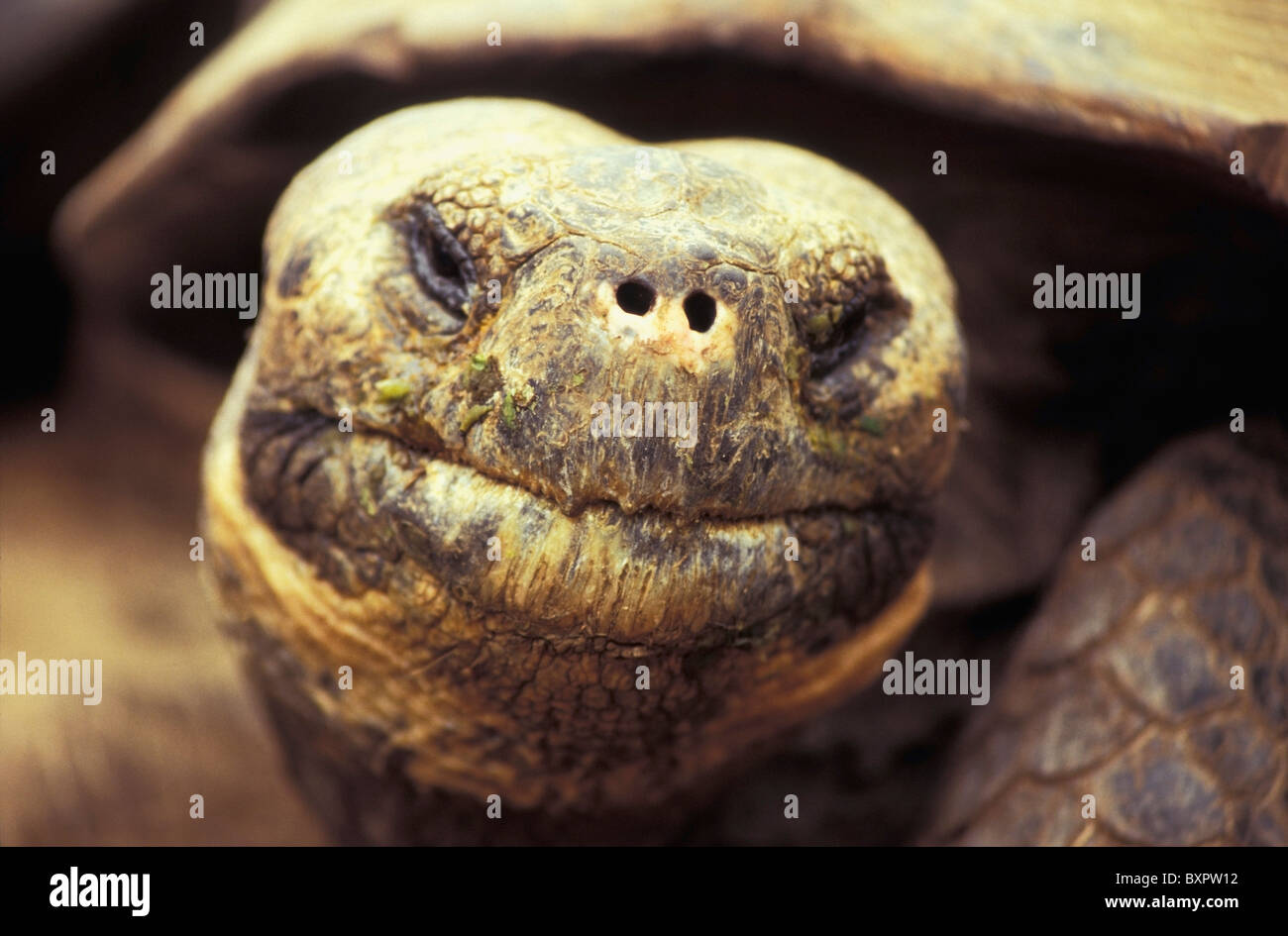 Tortoise photography hi-res stock photography and images - Alamy