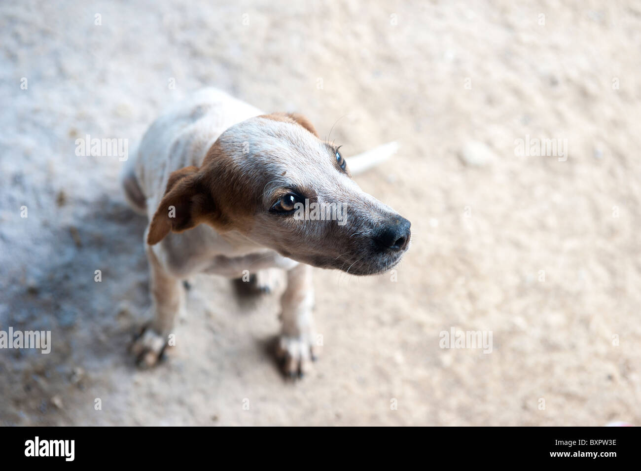 Cute Dog in Cuba Stock Photo - Alamy