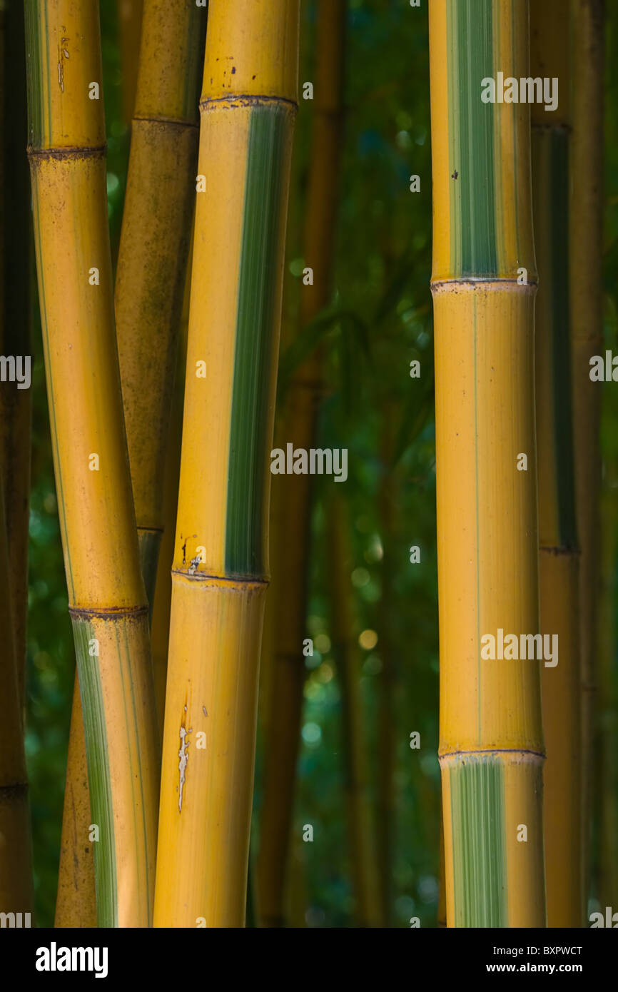 Bambusoidea High Resolution Stock Photography and Images - Alamy