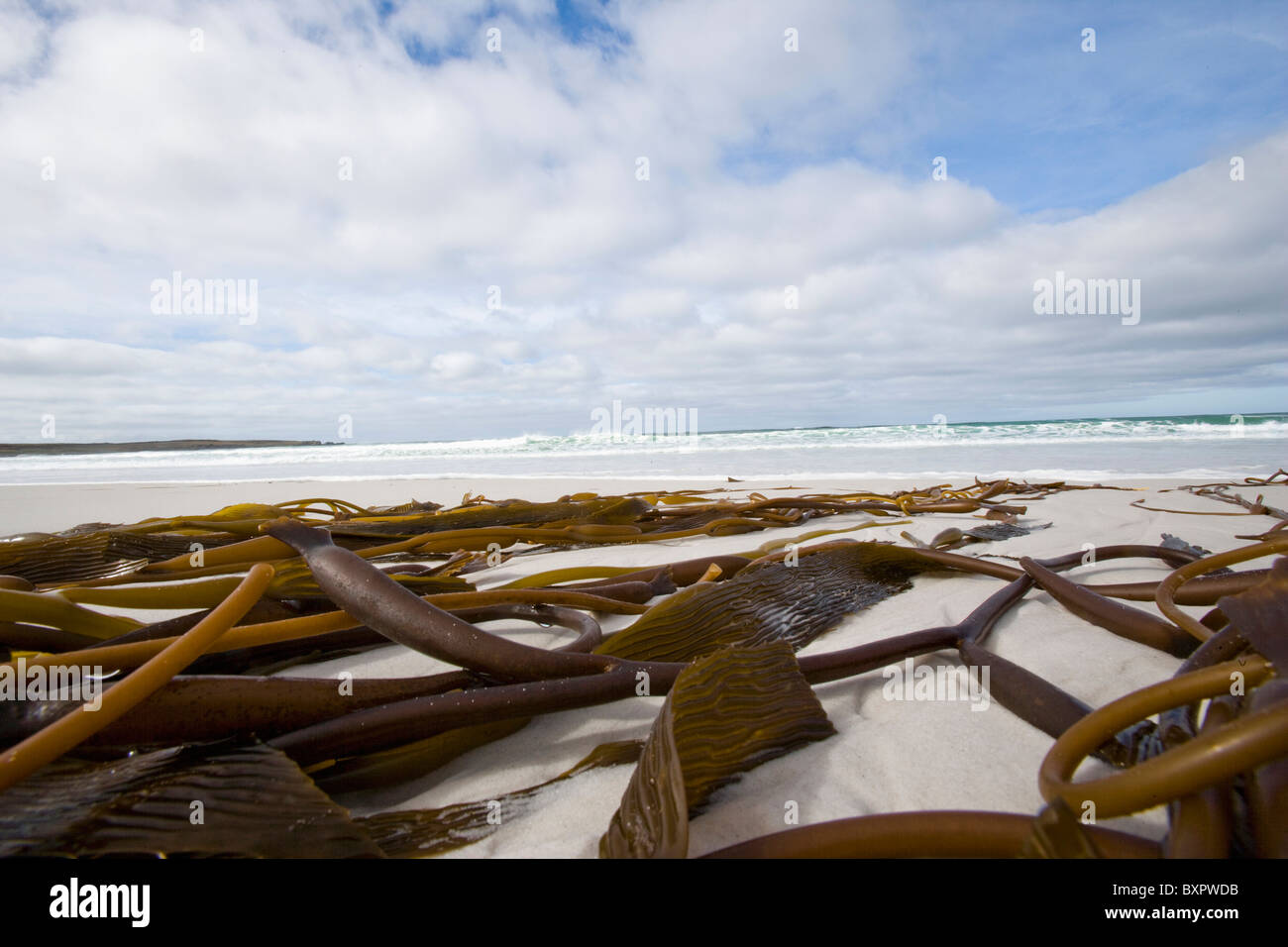 Kelp Washed Up On Beach At Surf Bay Stock Photo - Alamy
