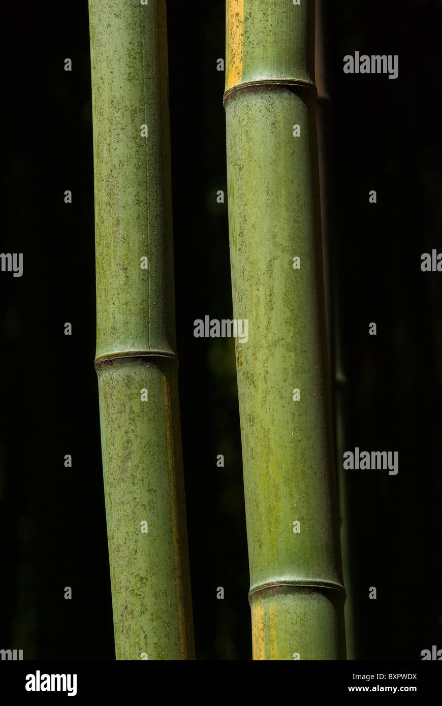 Bambuseae hi-res stock photography and images - Alamy