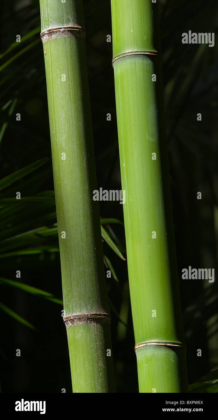 Bambusoidea hi-res stock photography and images - Alamy