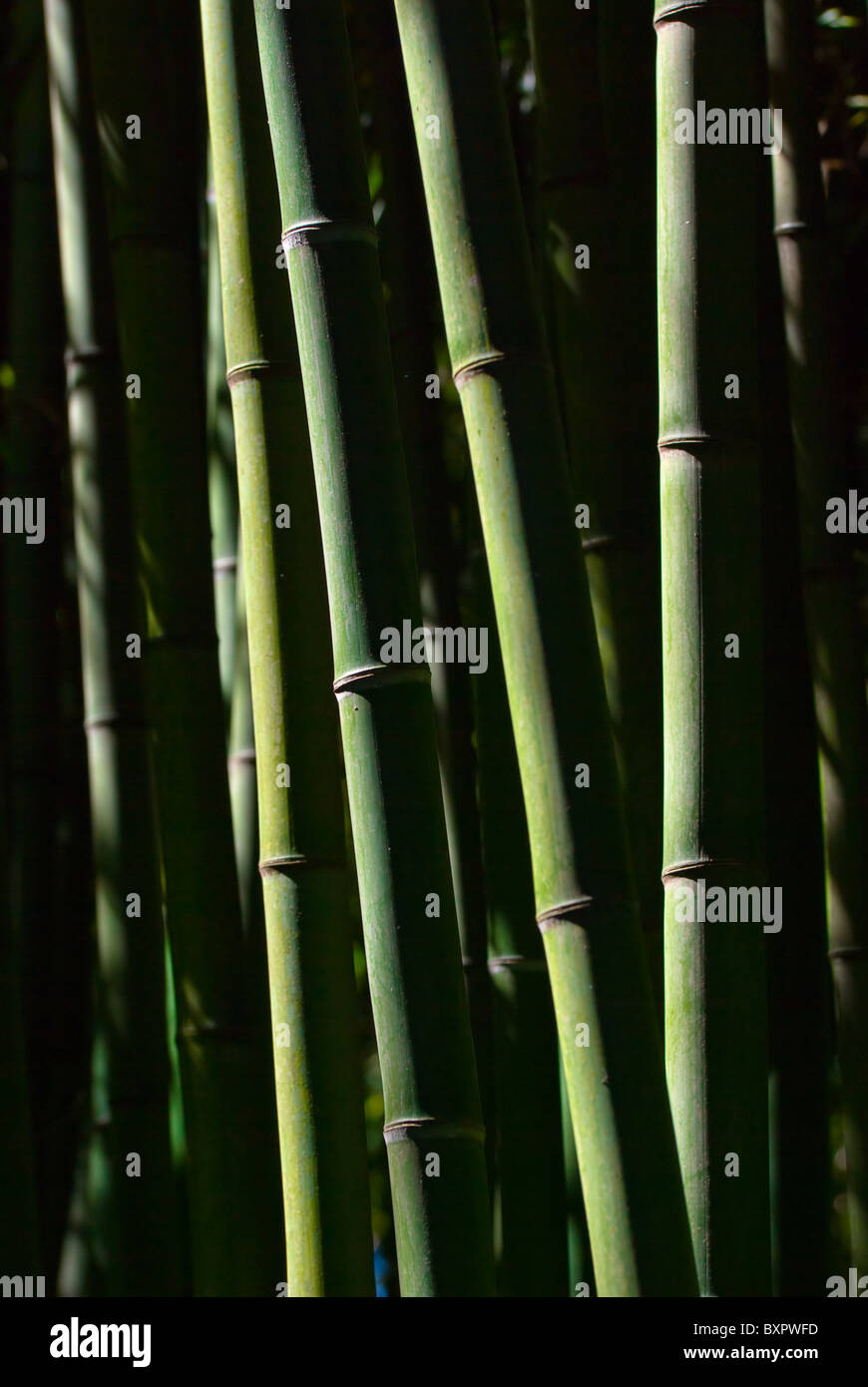 Bambuseae tribe hi-res stock photography and images - Alamy