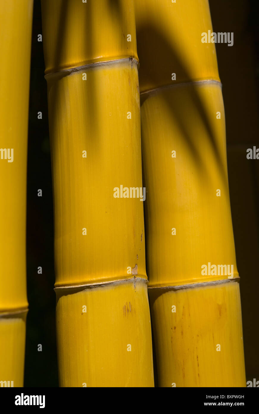 Bambuseae Tribe High Resolution Stock Photography and Images - Alamy