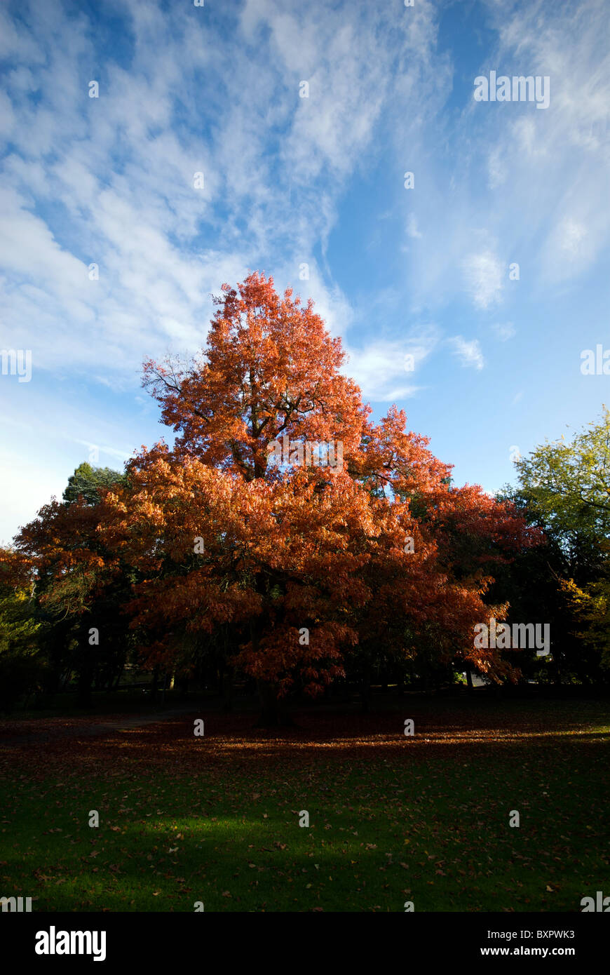 Stratford Park Stroud Gloucestershire UK Autumn Trees Leaves Stock ...