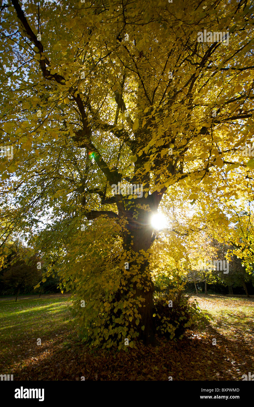 Stratford Park Stroud Gloucestershire UK Autumn Trees Leaves Stock ...