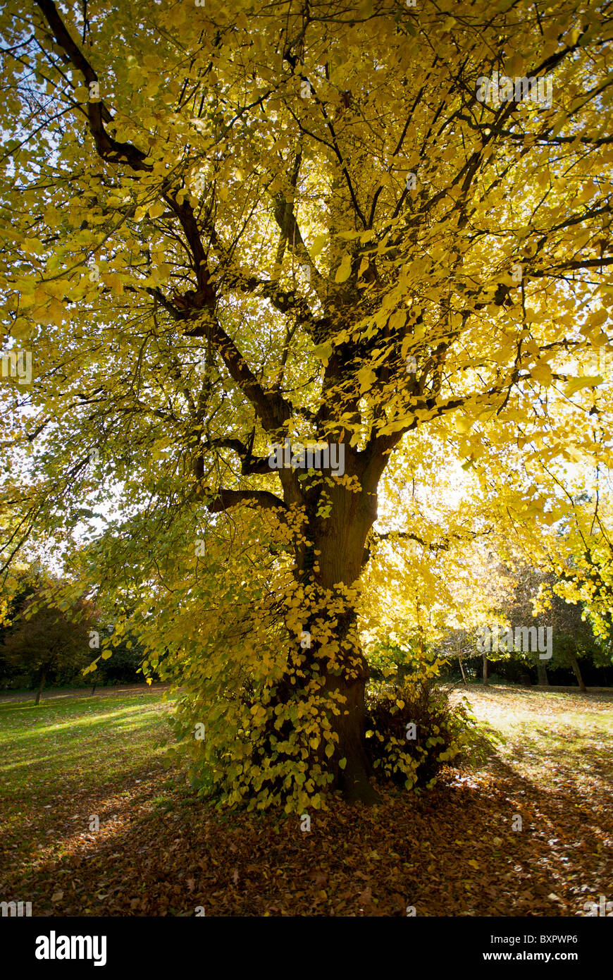 Stratford Park Stroud Gloucestershire UK Autumn Trees Leaves Stock ...