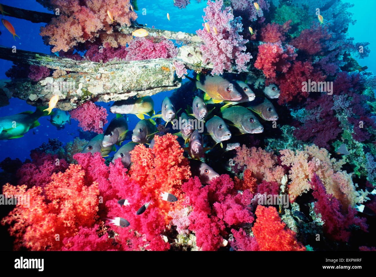 Corals and fish hi-res stock photography and images - Alamy