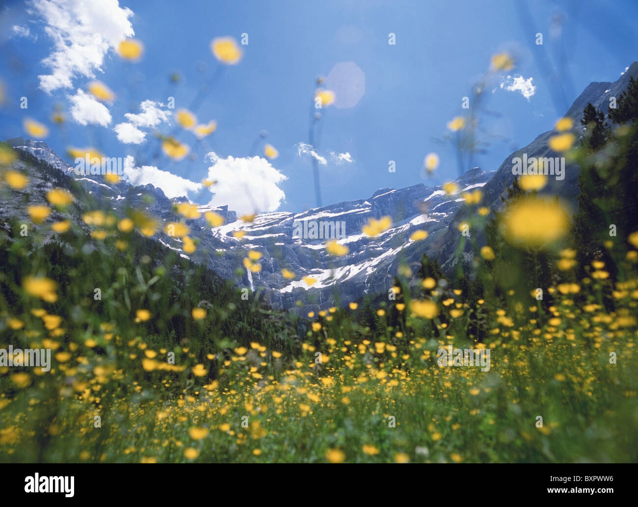 Looking Up Through Field Of Buttercups Towards Mountains Stock Photo ...