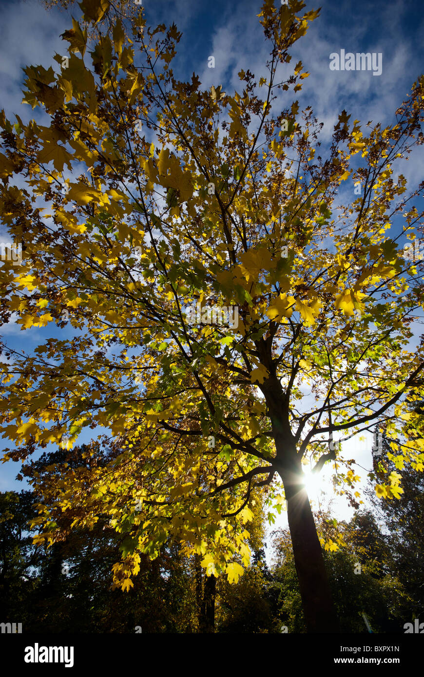 Stratford Park Stroud Gloucestershire UK Autumn Trees Leaves Stock ...