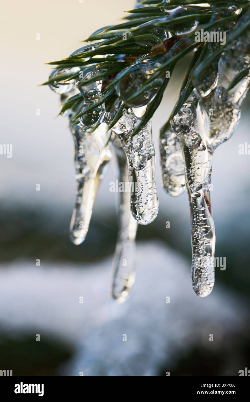 Icicles in the fir branch, close-up Stock Photo - Alamy