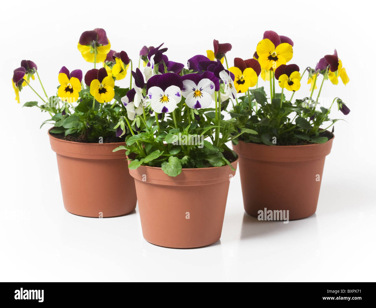 Three flower pots with pansies on white background Stock Photo - Alamy